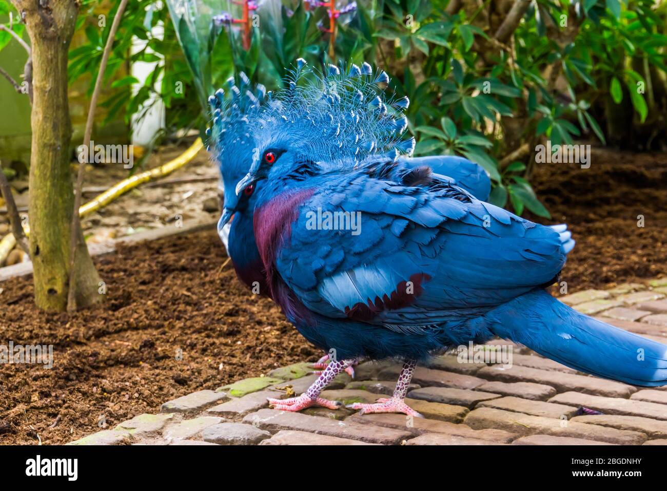 Tropical Pigeon