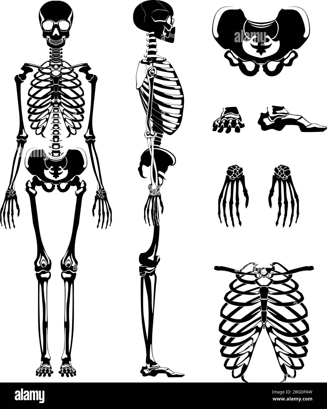 Vector Silhouette Of Human Skeleton Anatomy Pictures Different Bones Stock Vector Image And Art