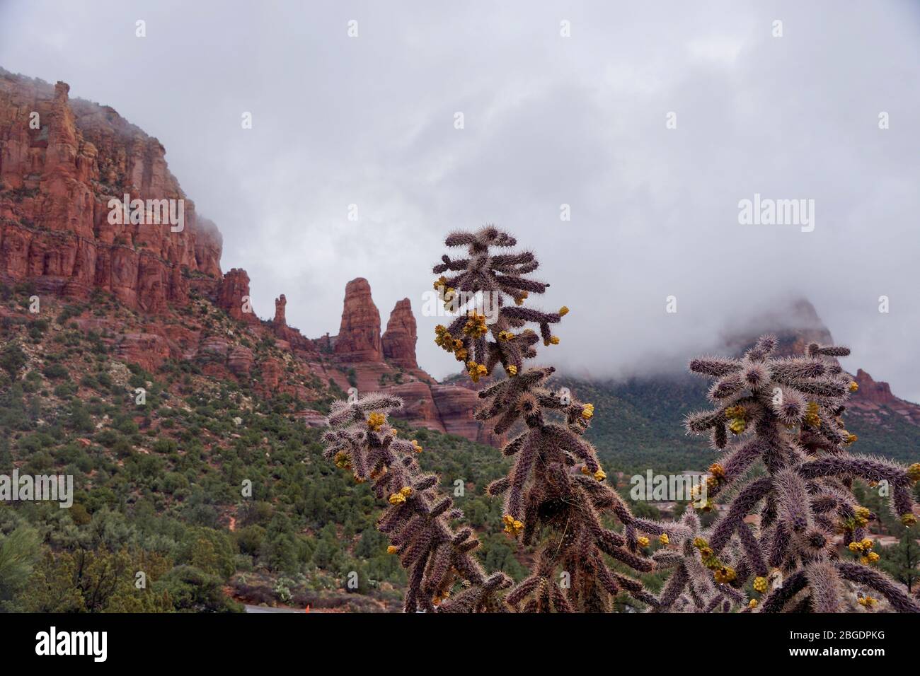 Cacti in desert near Sedona Arizona USA Stock Photo - Alamy