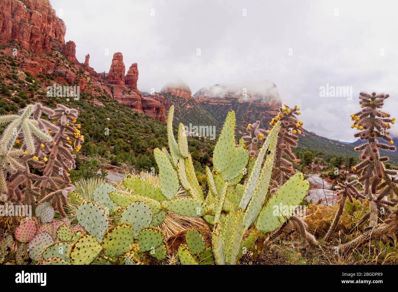 Cacti in desert near Sedona Arizona USA Stock Photo - Alamy