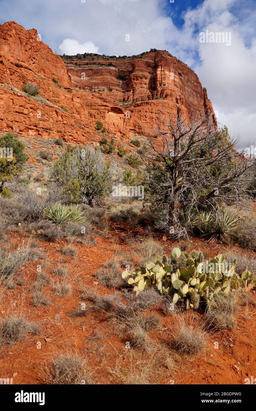 Cacti in desert near Sedona Arizona USA Stock Photo - Alamy