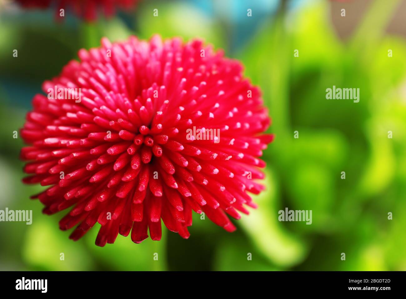 Beautiful marguerite flower, outdoors Stock Photo - Alamy
