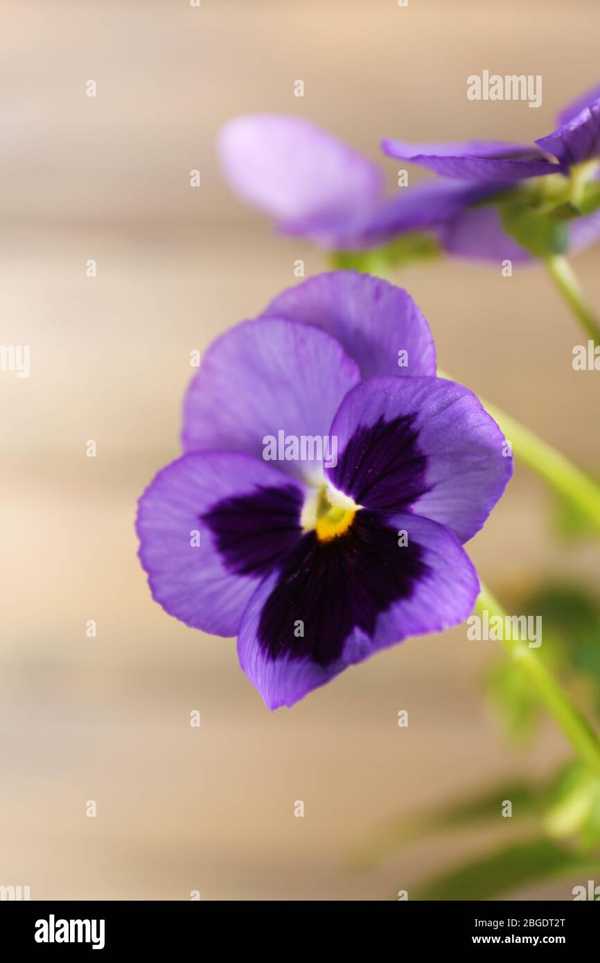Beautiful violet flower Stock Photo - Alamy