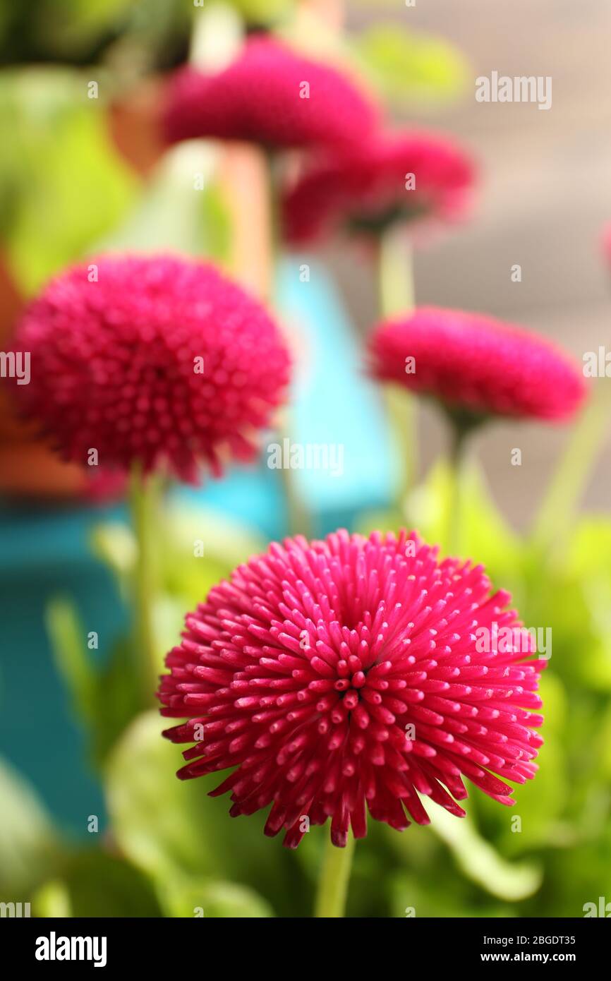 Beautiful marguerite flowers, outdoors Stock Photo - Alamy
