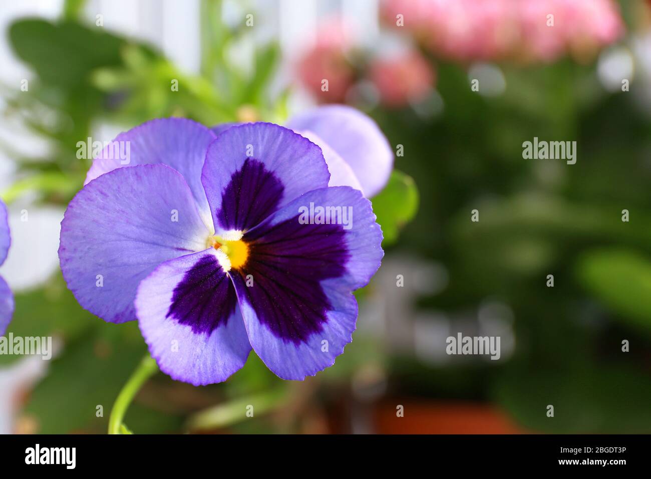 Beautiful violet flower Stock Photo - Alamy