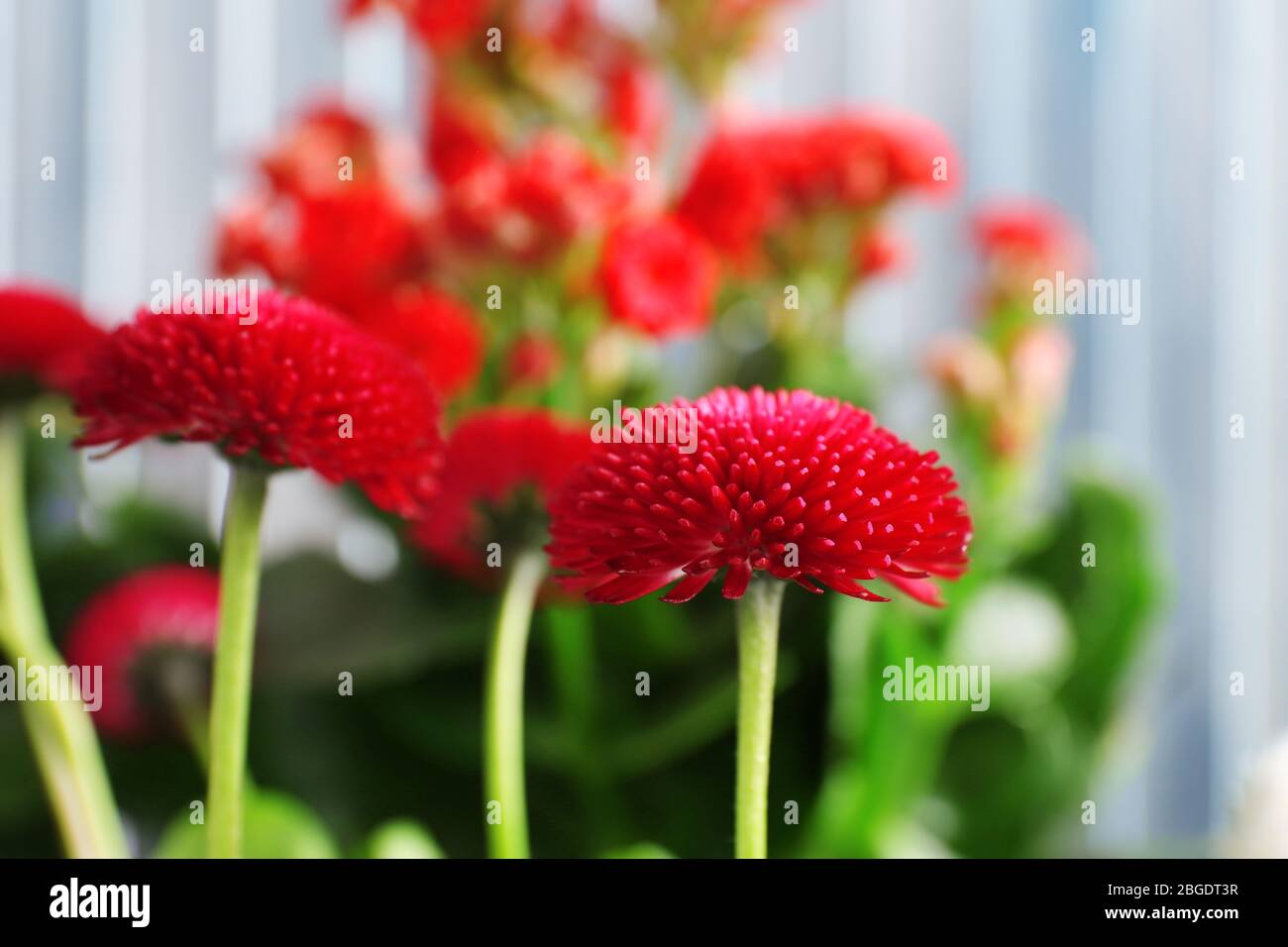 Beautiful marguerite flowers, outdoors Stock Photo - Alamy