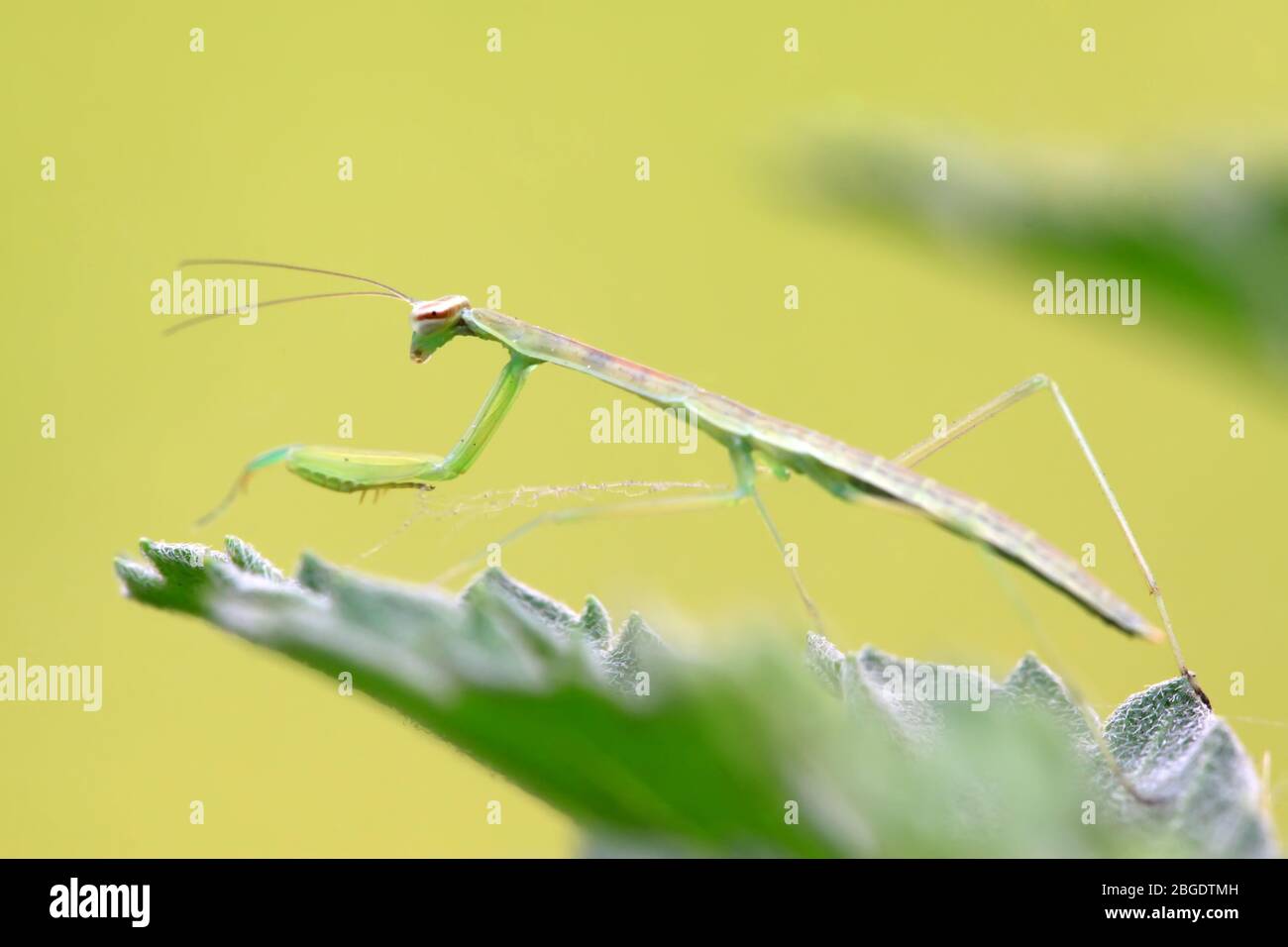 mantis larvae in green leaves, close up of pictures, taken photos in ...