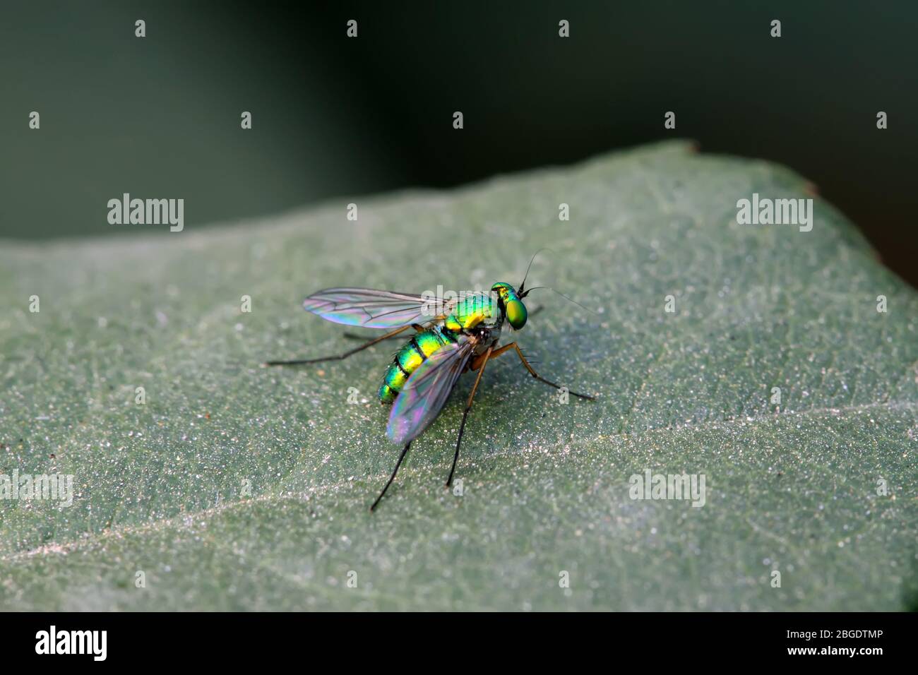 Tabanidae wings hi-res stock photography and images - Alamy