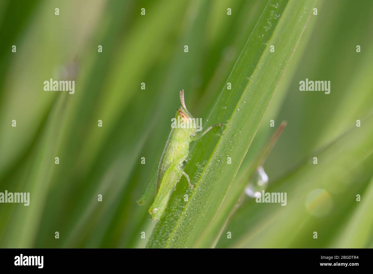 a locust larvae on a weed, take photos in the natural wild state ...