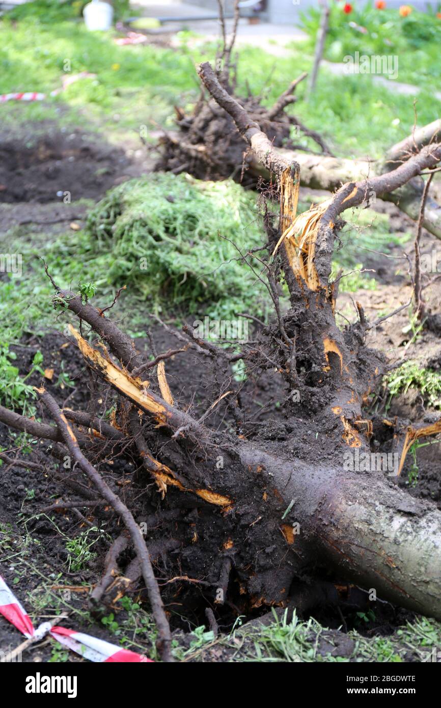 Oak tree root system hi-res stock photography and images - Alamy