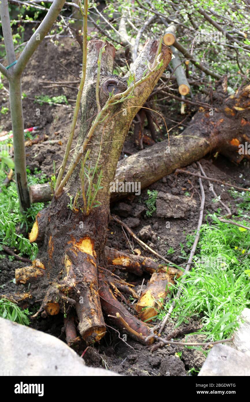 Oak tree roots underground hi-res stock photography and images - Alamy