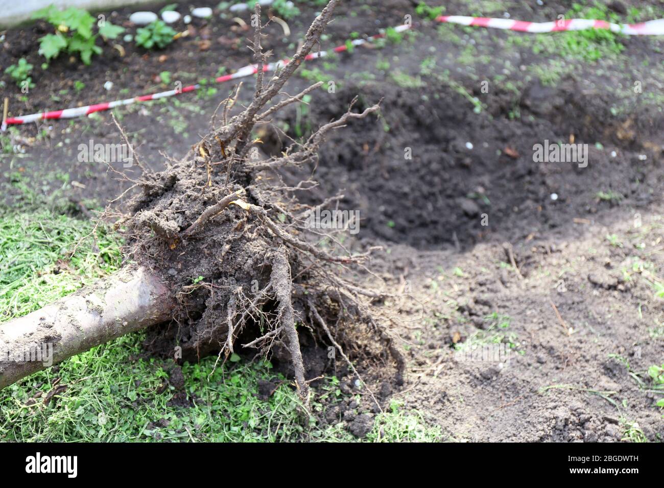 Oak tree roots underground hi-res stock photography and images - Alamy