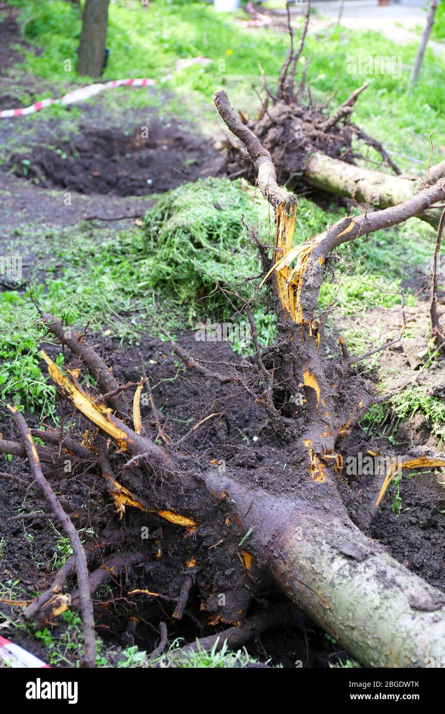 Oak tree roots underground hi-res stock photography and images - Alamy