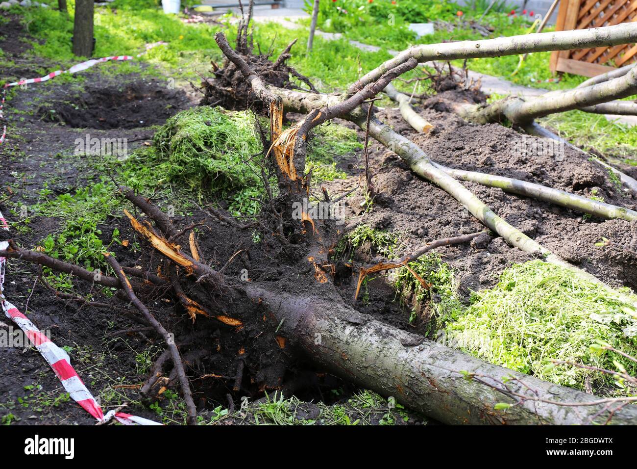 Oak tree roots underground hi-res stock photography and images - Alamy