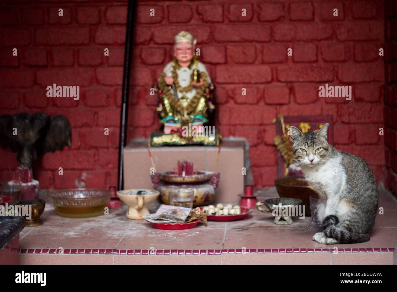 Cat sitting inside temple shrine Stock Photo - Alamy