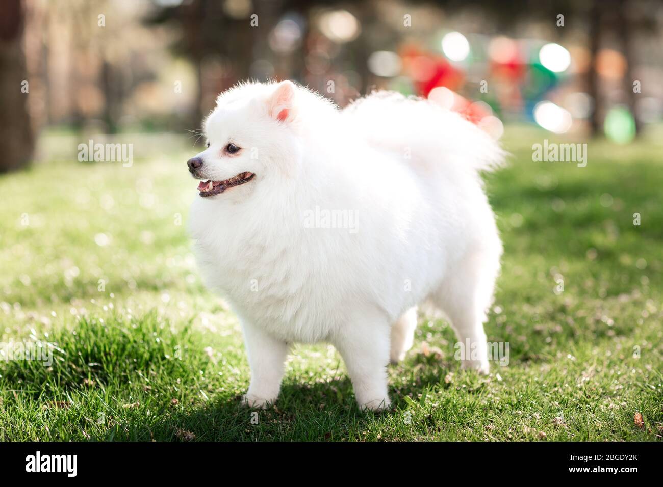 Japanese spitz hi-res stock photography and images - Alamy