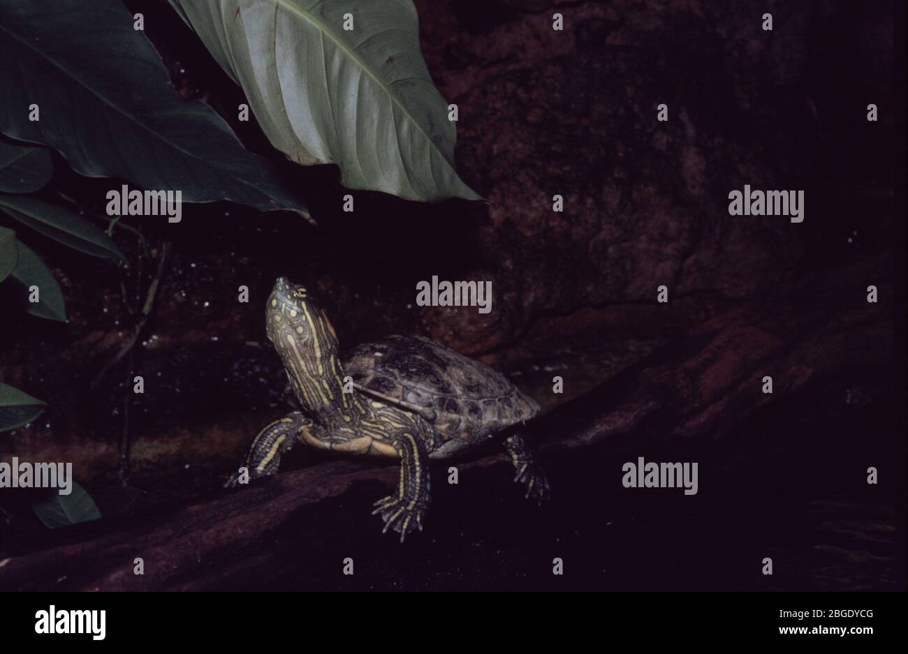 Colombian slider, Trachemys callirostris Stock Photo - Alamy