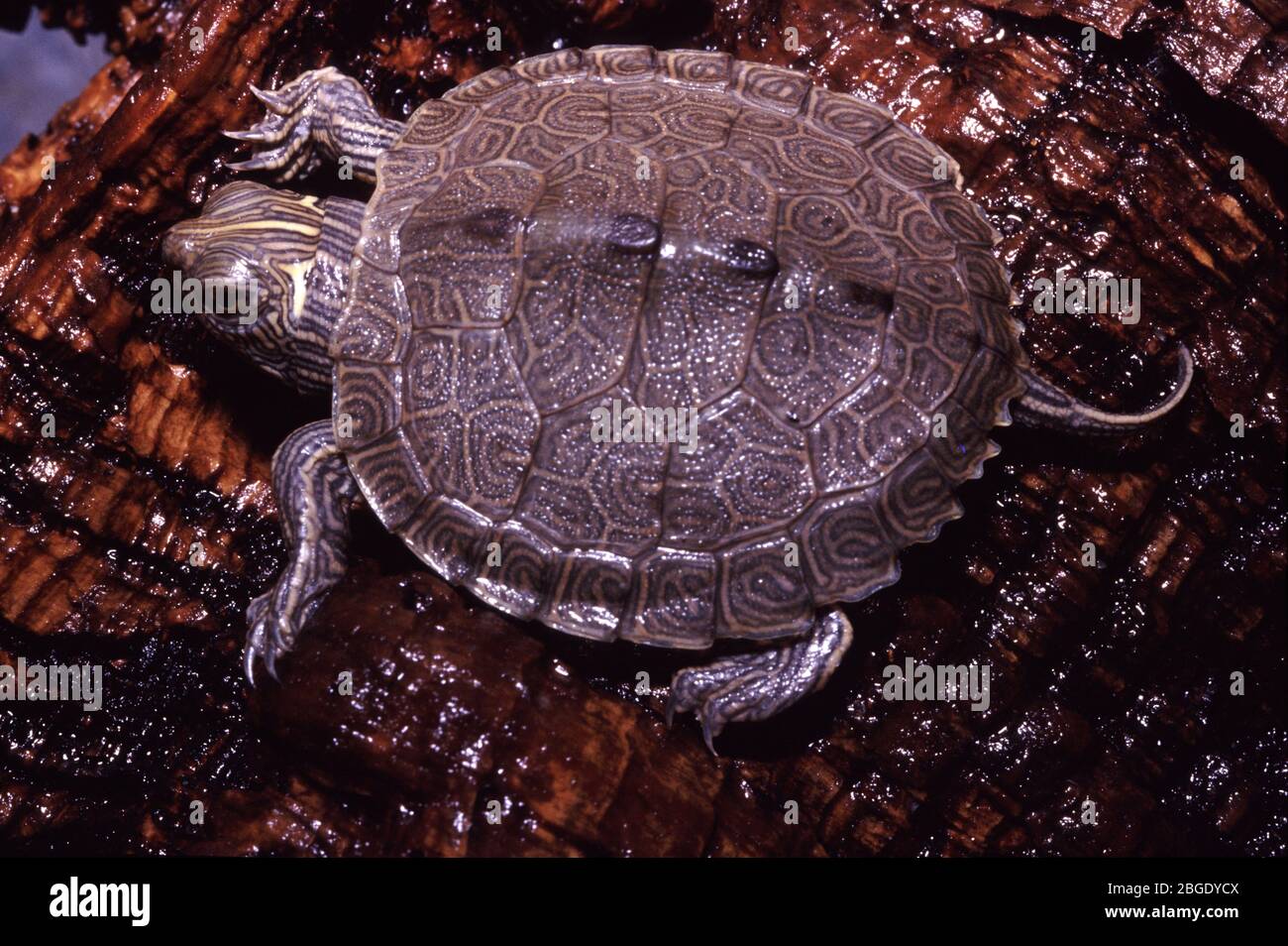 Mississippi map turtle hi-res stock photography and images - Alamy