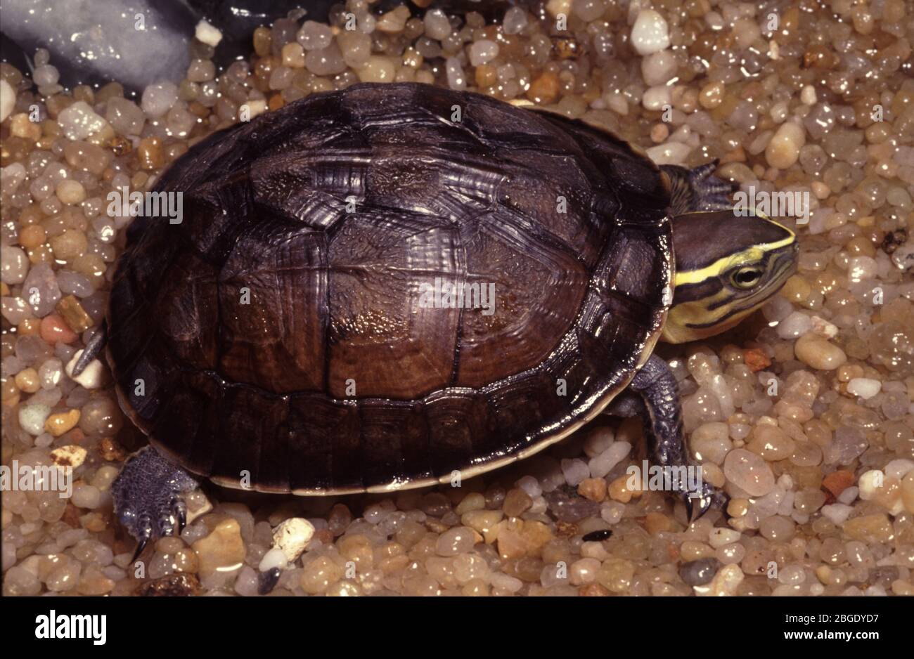 Ambon or South-east Asian box turtle, Cuora amboinensis Stock Photo - Alamy