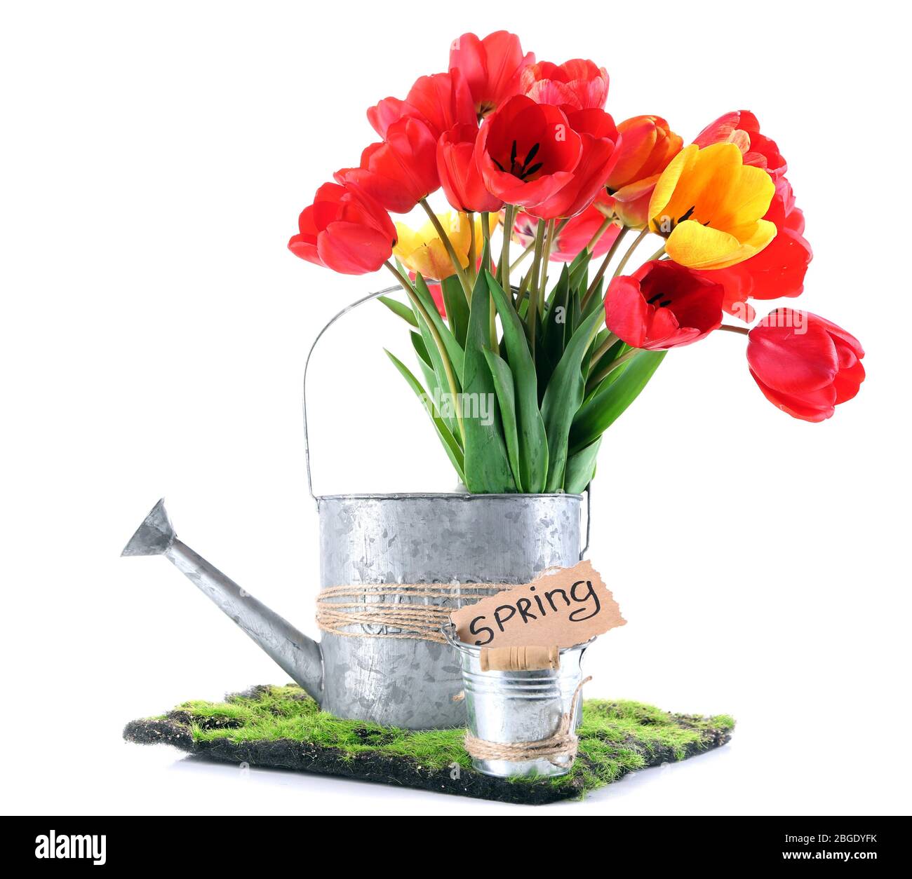 Colorful tulips in watering can isolated on white Stock Photo - Alamy