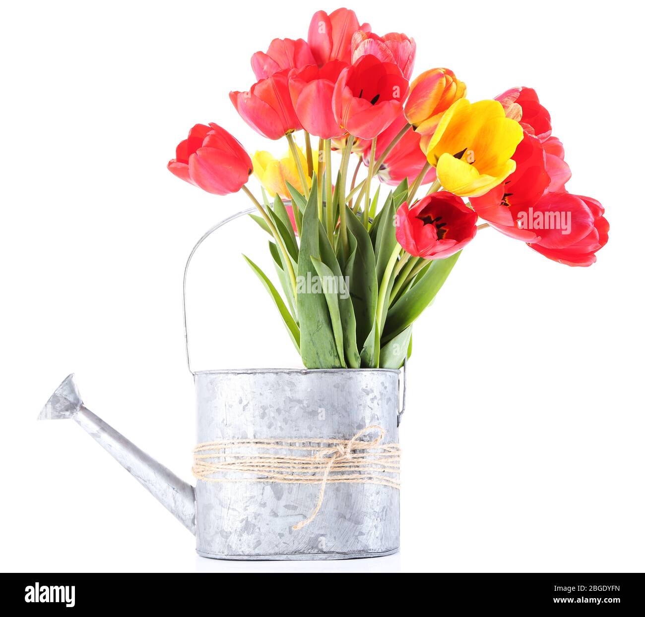 Colorful tulips in watering can isolated on white Stock Photo - Alamy
