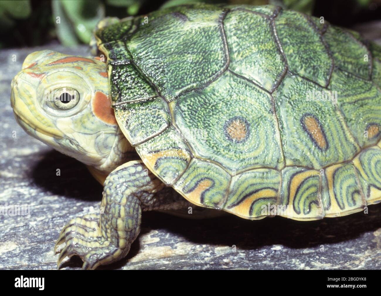 Trachemys Venusta High Resolution Stock Photography and Images - Alamy