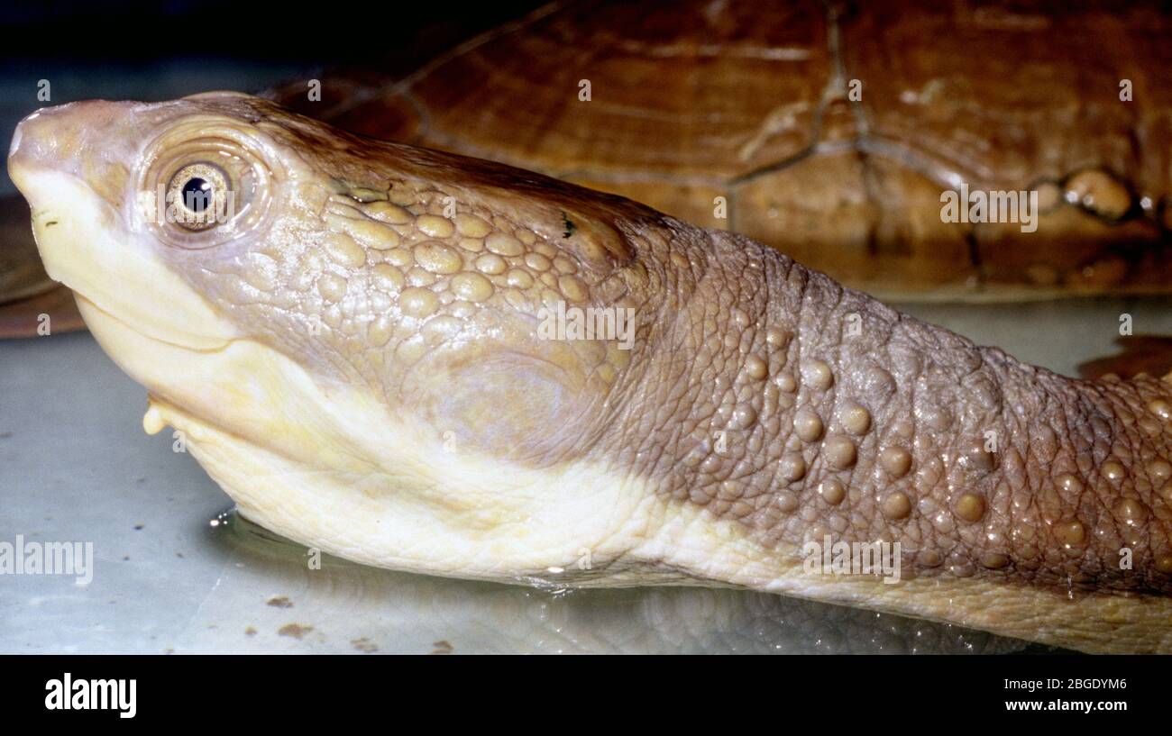 Western swamp turtle australia hi-res stock photography and images - Alamy