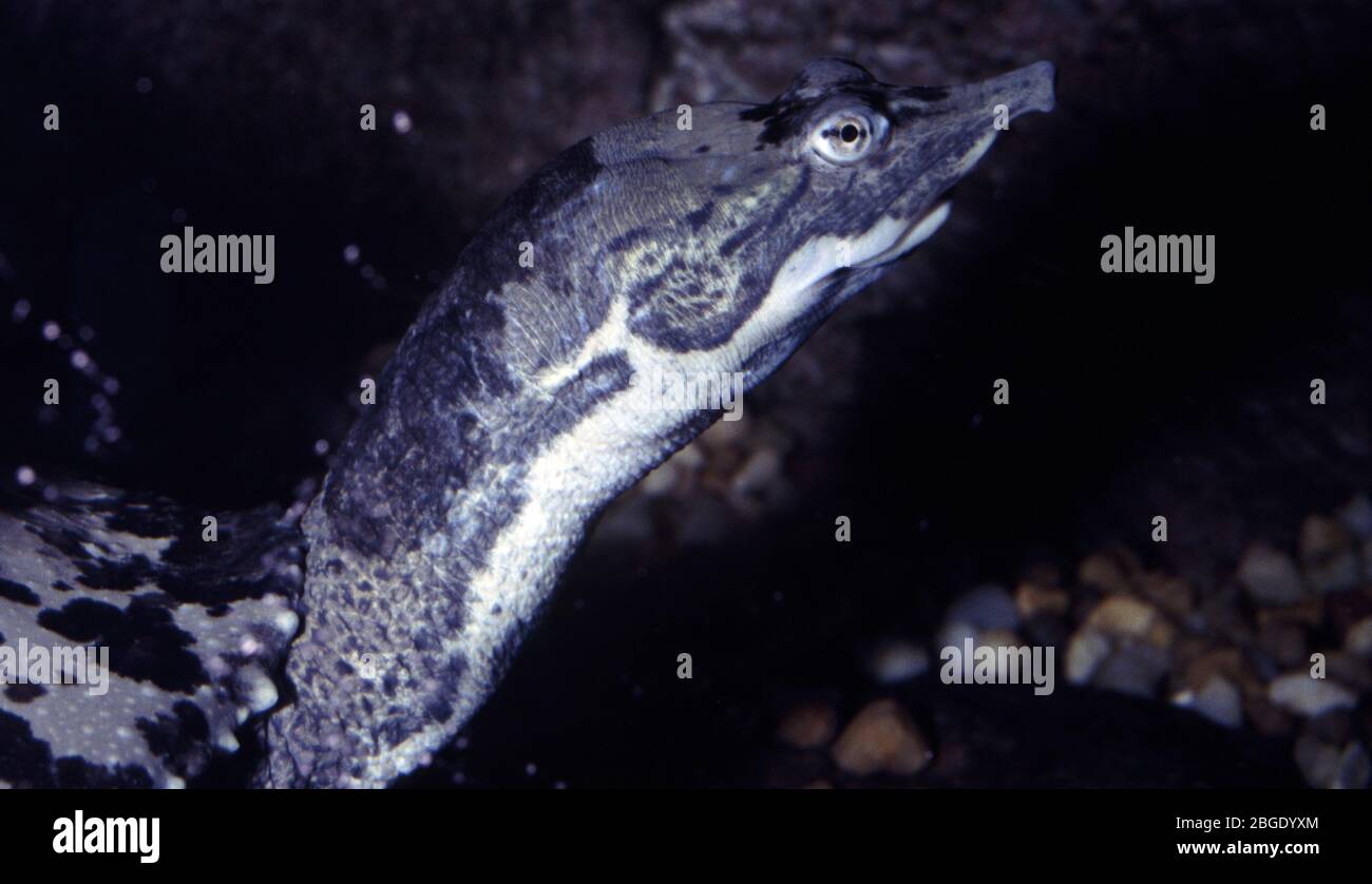 Florida softshell turtle, Apalone ferox Stock Photo - Alamy