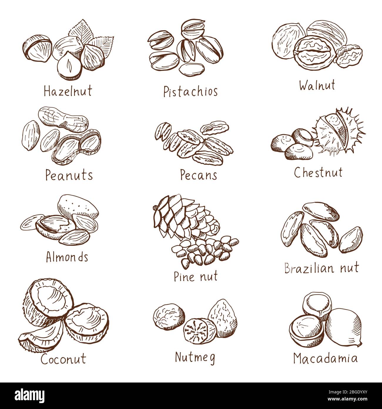 Doodle nuts. Vector hand drawn set isolate on white Stock Vector Image ...