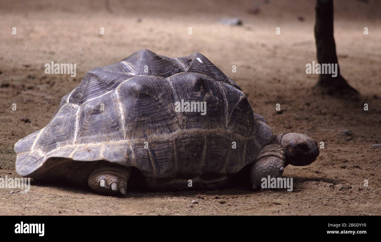World Largest Tortoise Found In Amazon River