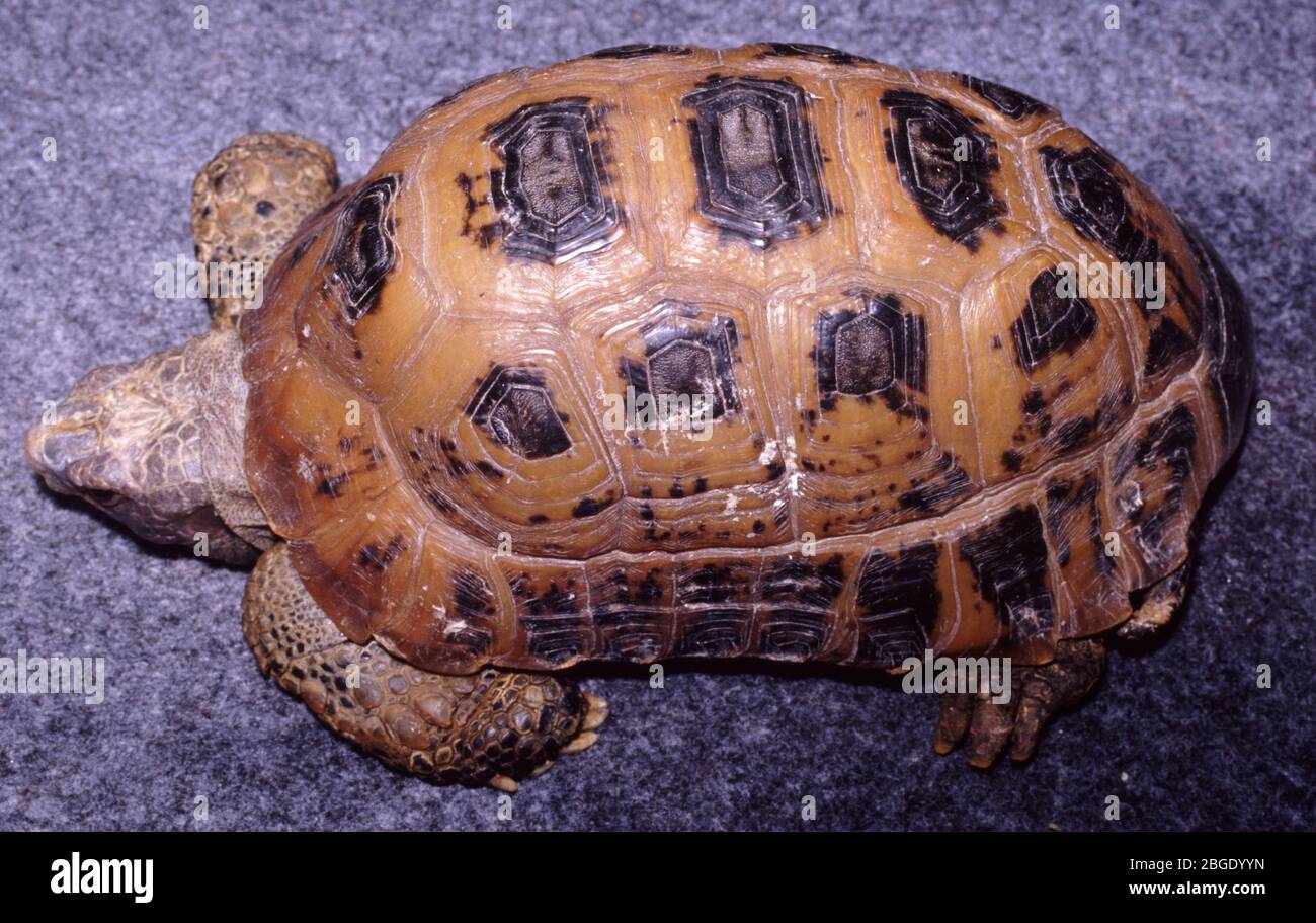 Elongated tortoise, Indotestudo elongata Stock Photo - Alamy