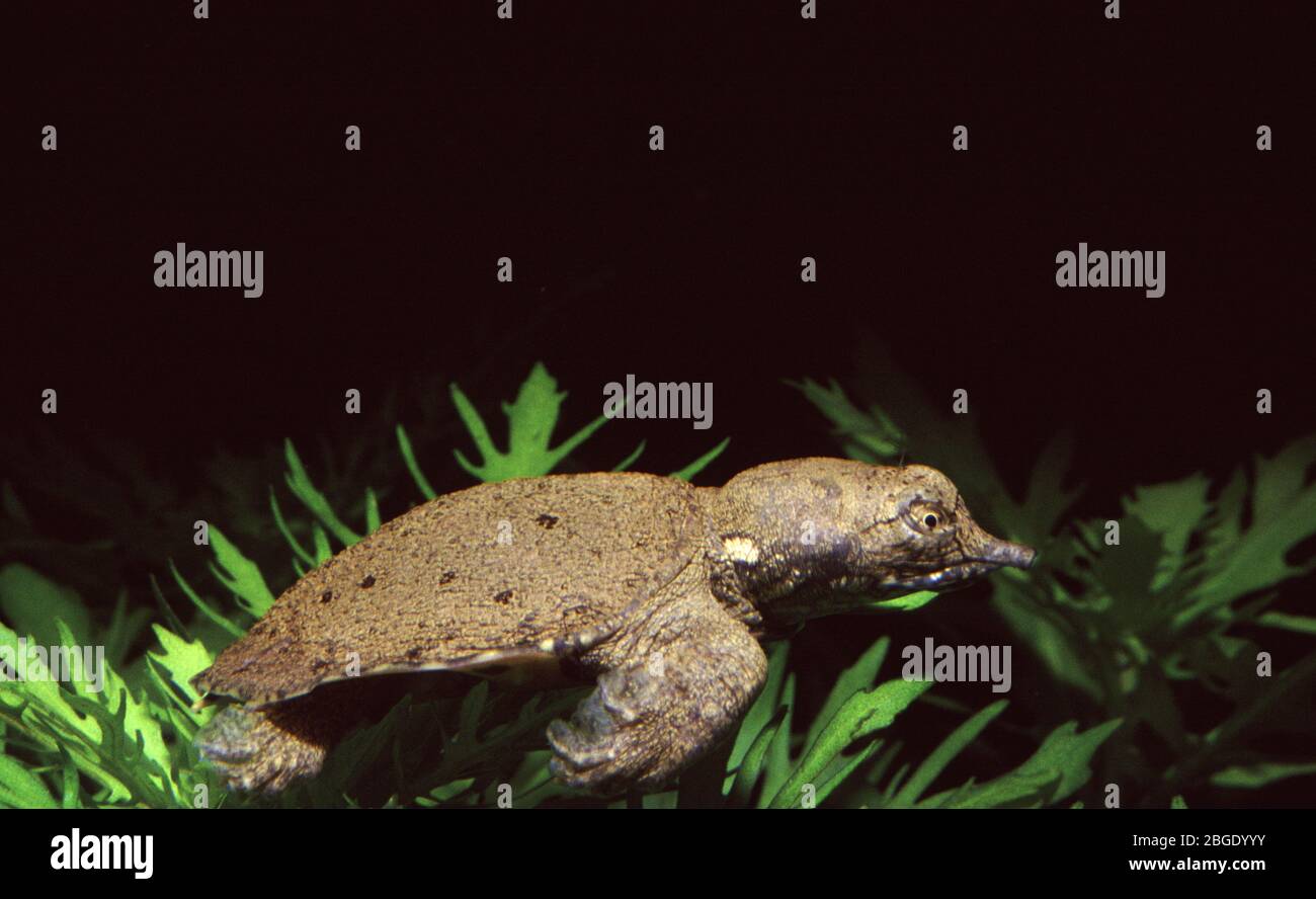 Chinese softshell turtle hi-res stock photography and images - Alamy