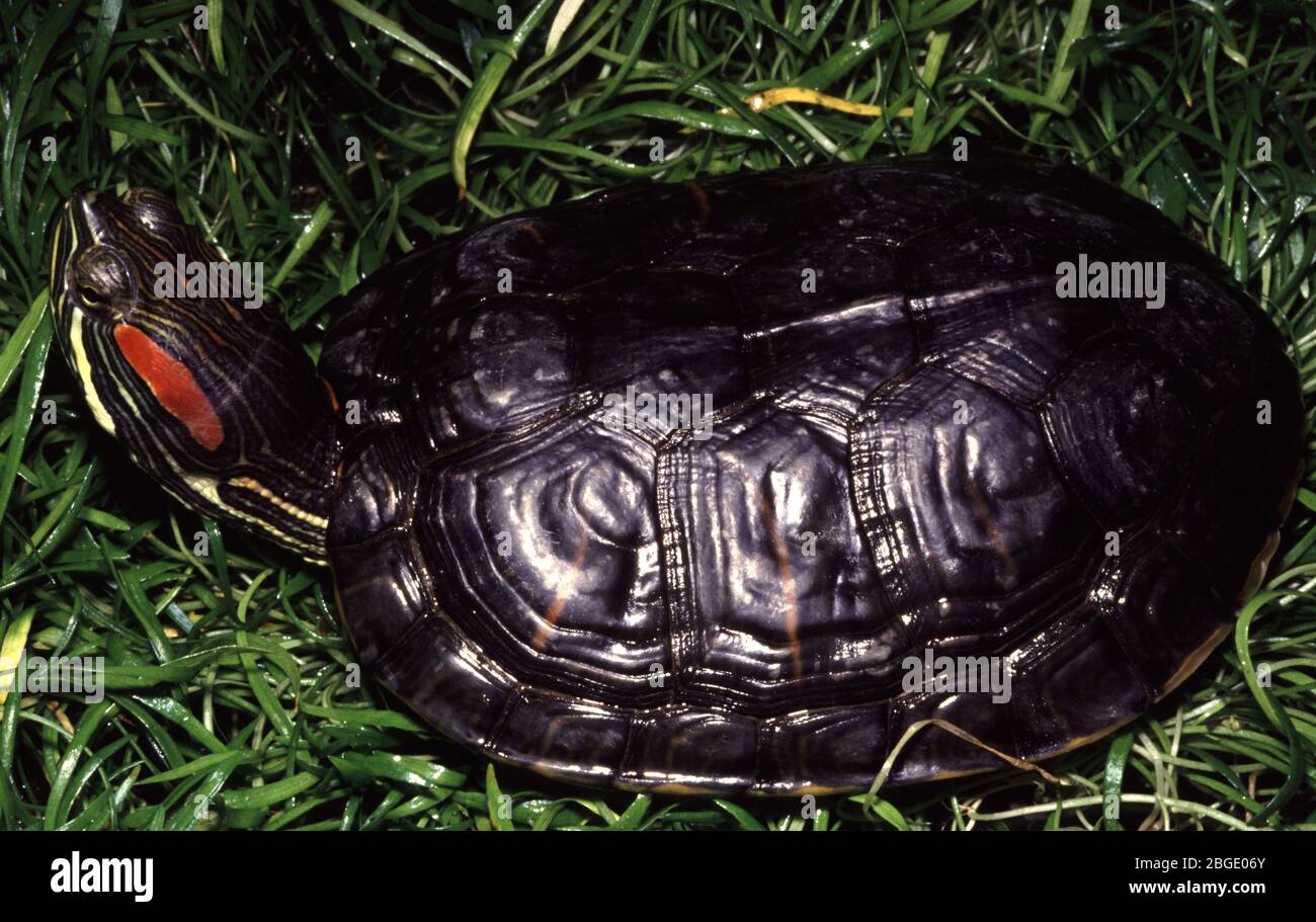 Red eared slider turtle egg hi-res stock photography and images - Alamy