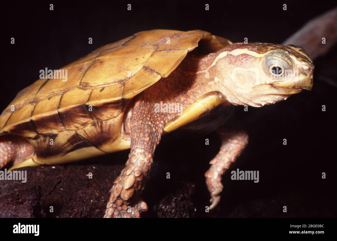 Black breasted leaf turtle (Geoemyda spengleri Stock Photo - Alamy