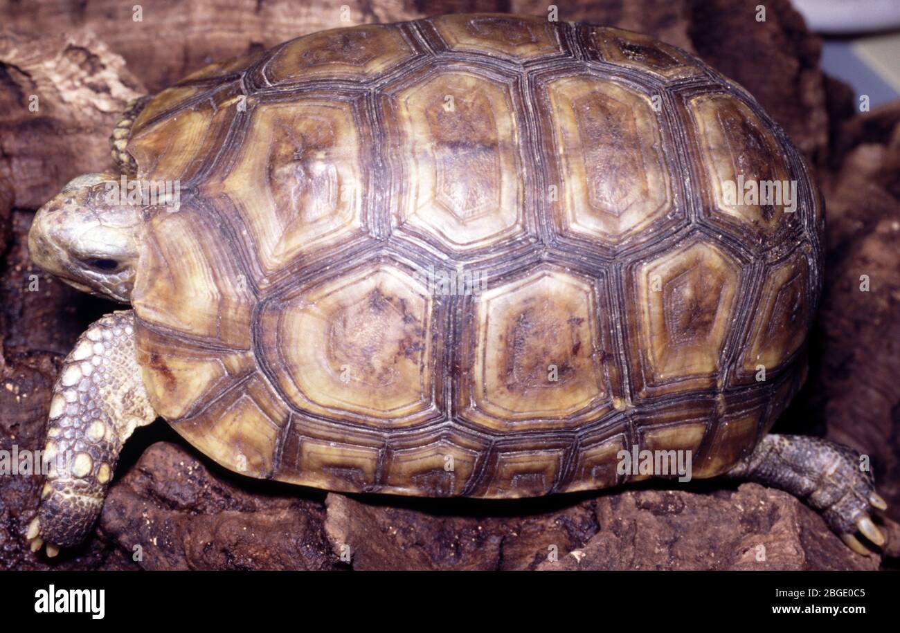 Bell’s Hingeback Tortoise, Kinixys belliana Stock Photo - Alamy