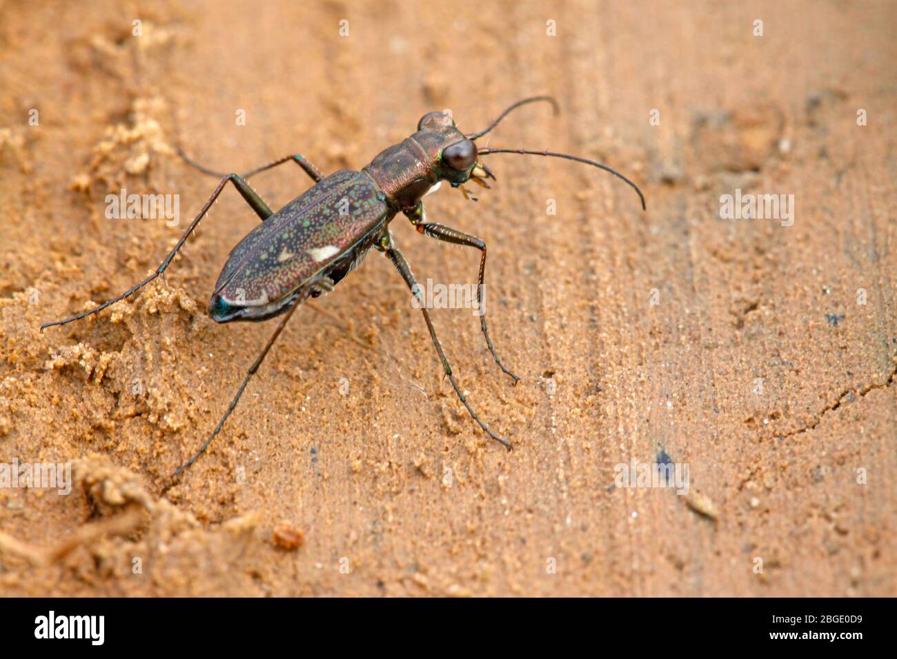 tiger beetles insects - cicindelidae on the ground, take photos in the ...