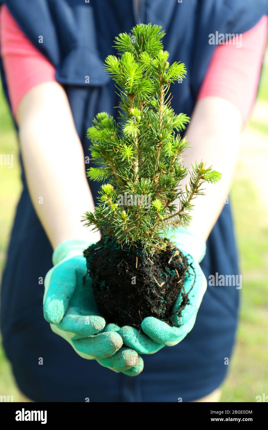 Gardener planting tree in hi-res stock photography and images - Alamy