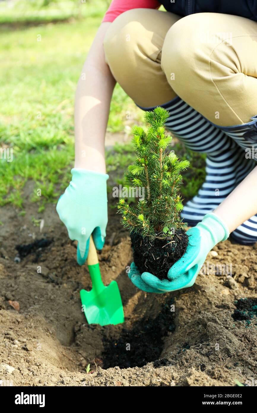 Gardener planting tree in spring Stock Photo - Alamy