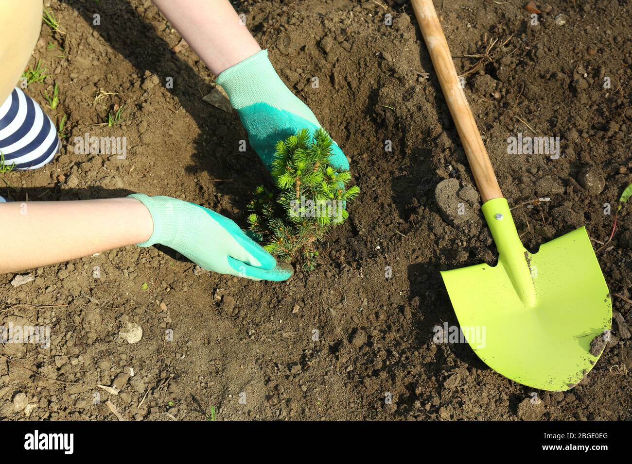 Gardener planting tree in spring Stock Photo - Alamy