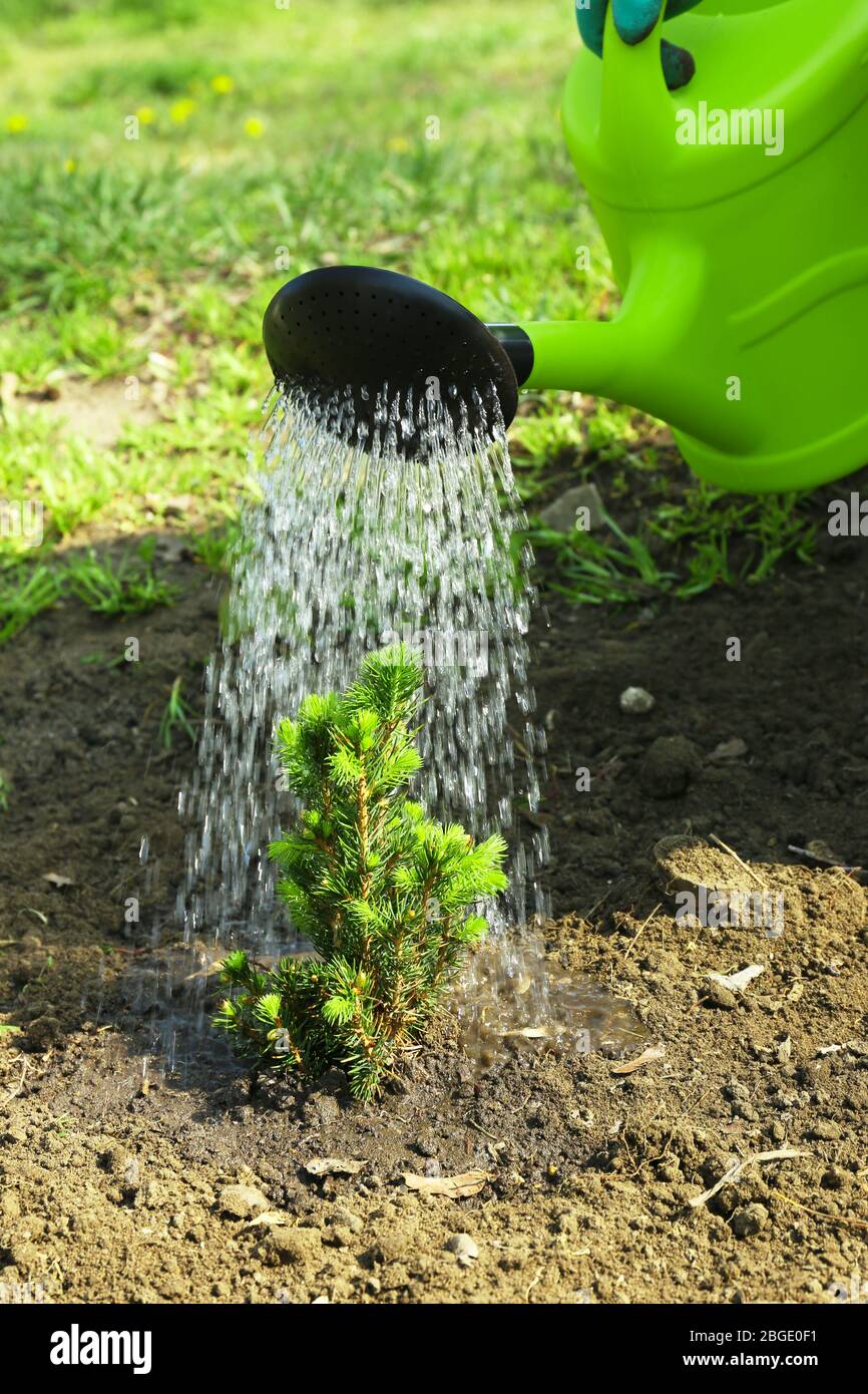 Watering young tree in spring Stock Photo - Alamy