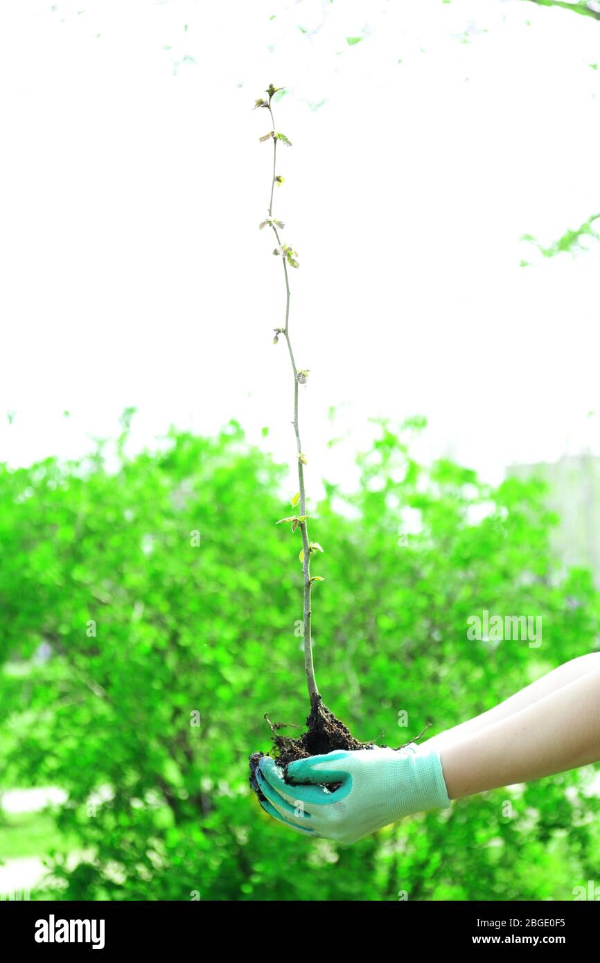 Gardener planting tree in spring Stock Photo - Alamy