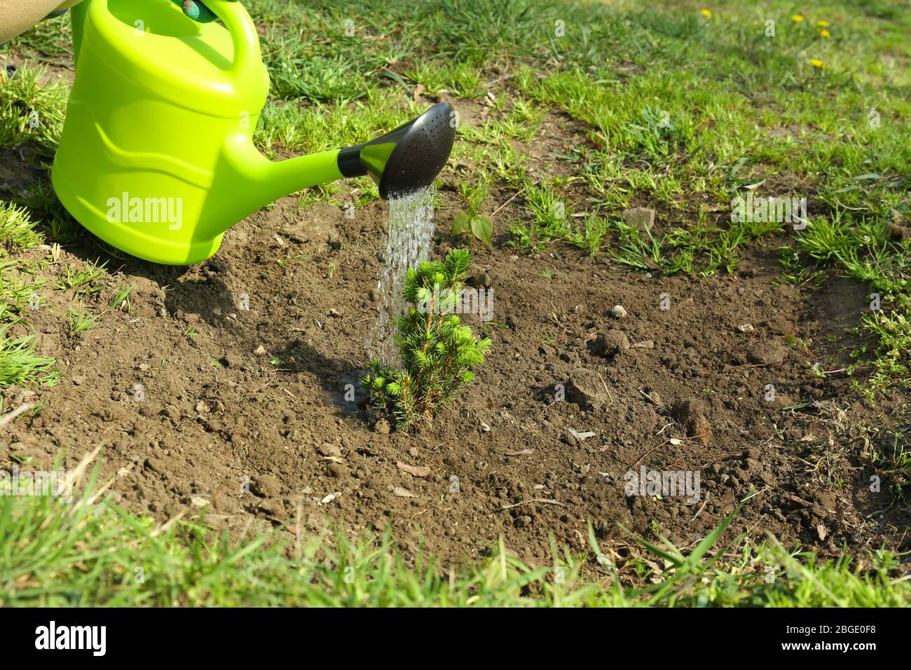 Watering young tree in spring Stock Photo - Alamy