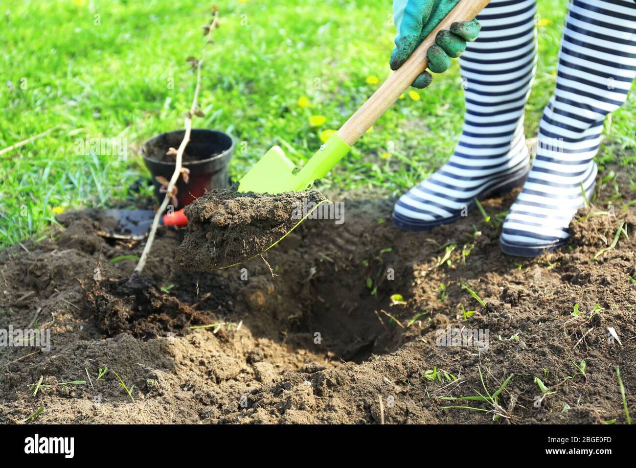 Gardener planting tree in spring Stock Photo - Alamy