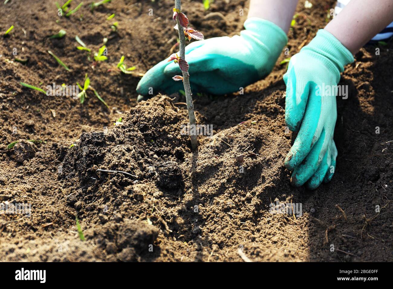 Gardener planting tree in spring Stock Photo - Alamy