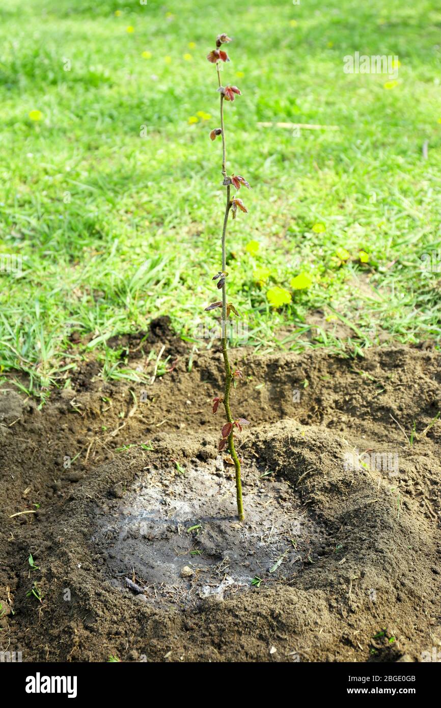 Watering young tree in spring Stock Photo - Alamy