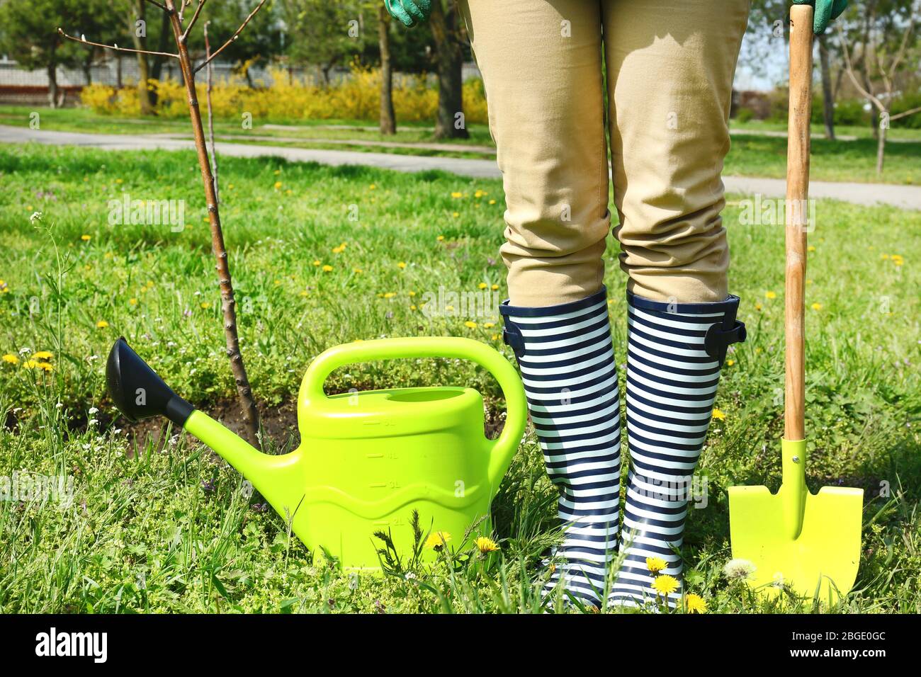 Gardener planting tree in spring Stock Photo - Alamy