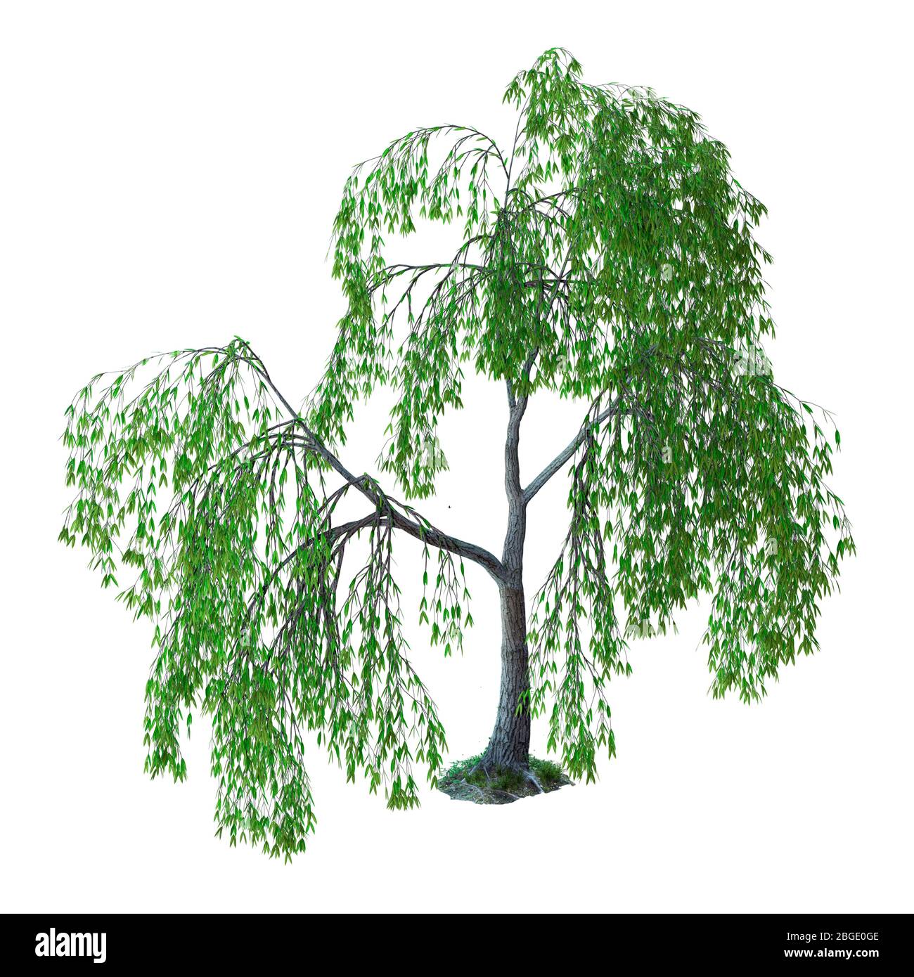 3D rendering of a green willow tree or sallow or osier isolated on ...