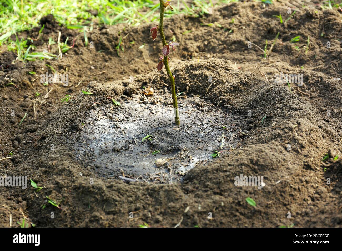 Watering young tree in spring Stock Photo - Alamy
