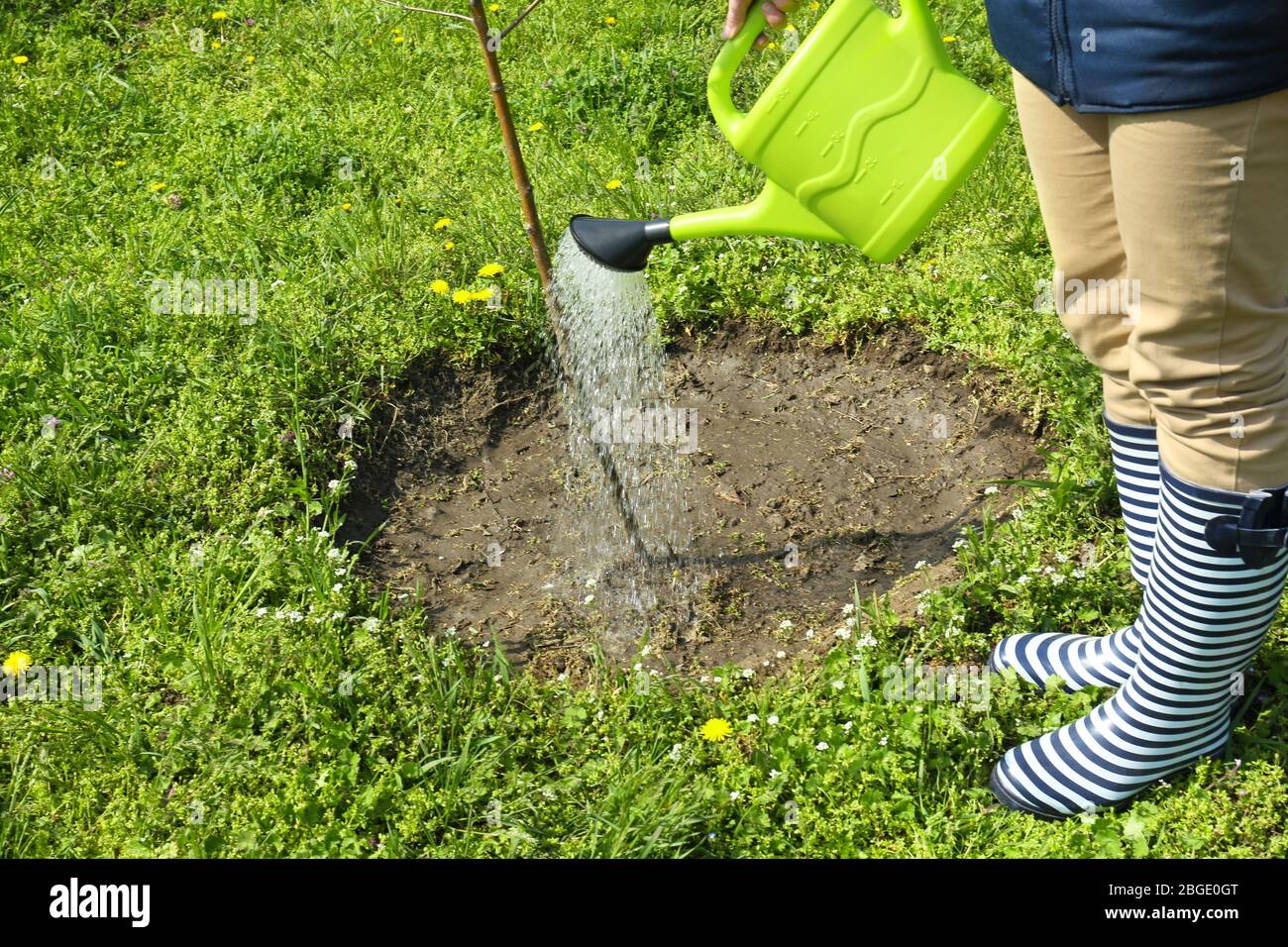 Gardener watering young tree hi-res stock photography and images - Alamy