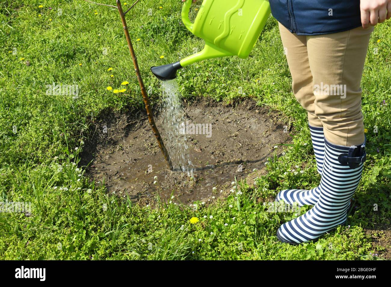 Gardener watering young tree in spring Stock Photo - Alamy